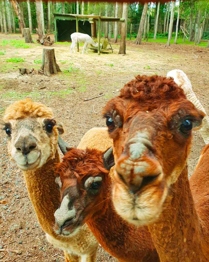 TODO LO QUE NECESITAS SABER ANTES DE VISITAR EL PARQUE DE ANIMALES ...