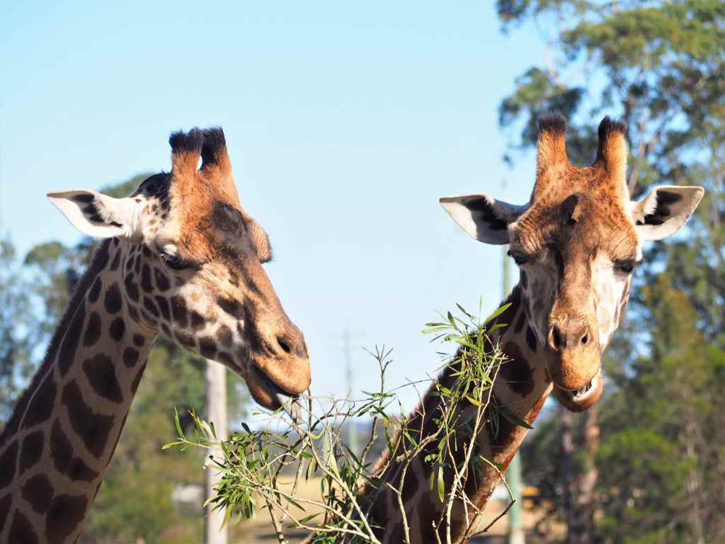 POR QUÉ DEBERÍAS VISITAR MOGO WILDLIFE PARK, UNA DE LAS MEJORES ...